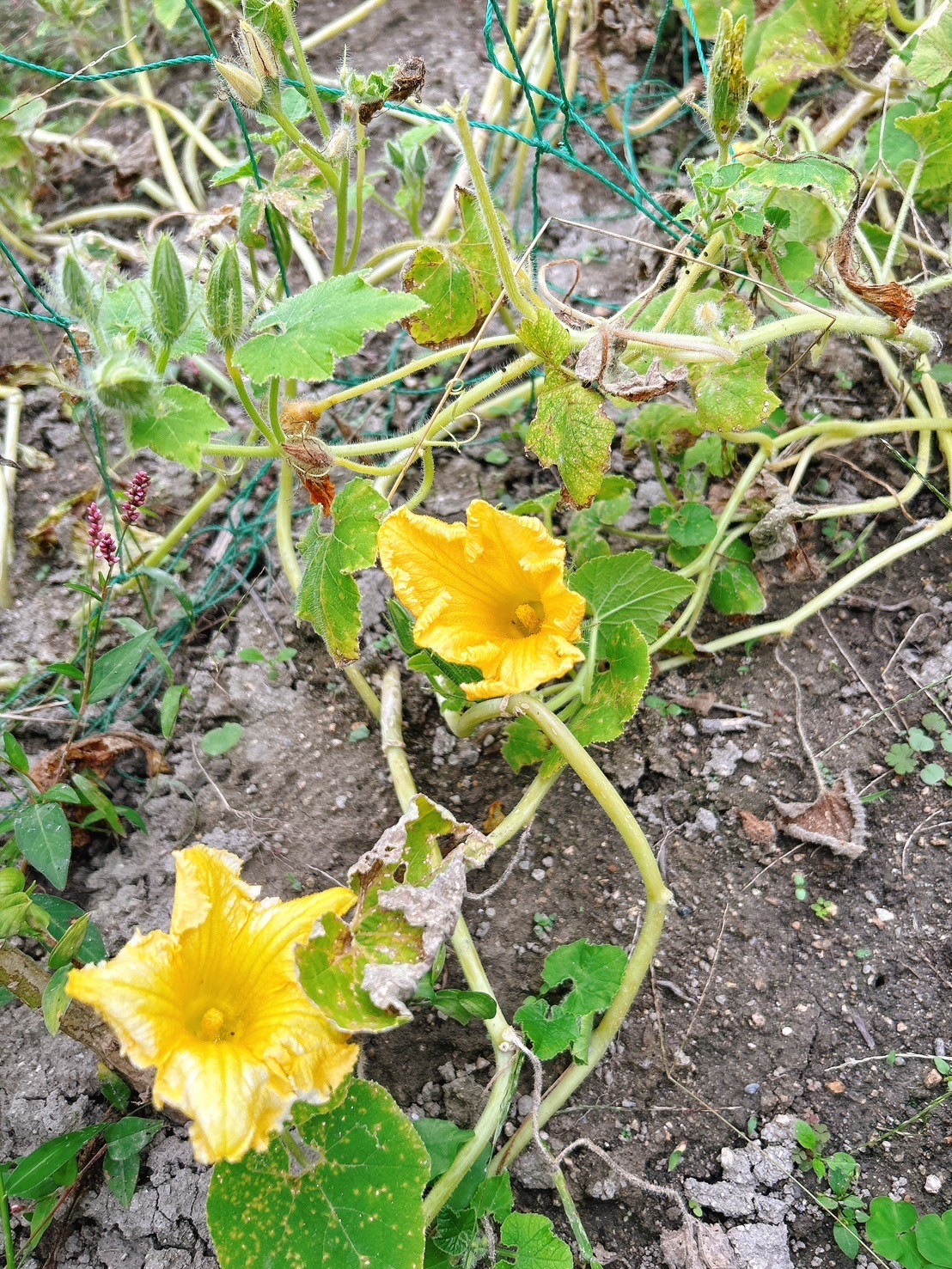 かぼちゃの花が「雄花ばかり」「雌花ばかり」咲く原因と対策を徹底解説！ | まろんfarm